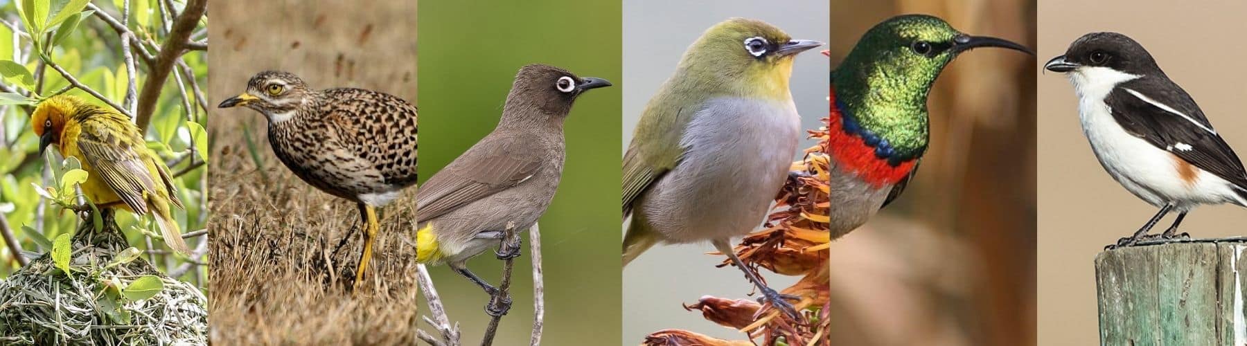 Birds of !Khwa ttu - !Khwa ttu